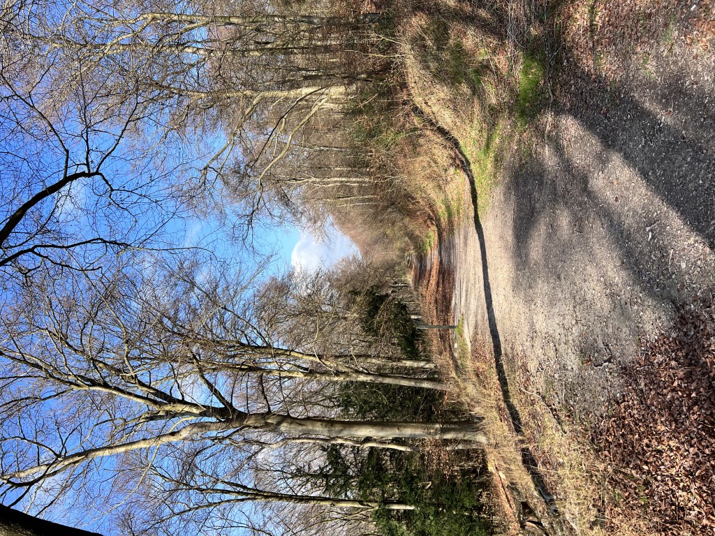 Queen Elizabeth Country Park Hiking Trail (QECP) | UK Running Events